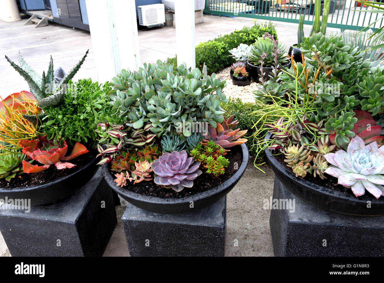 Mixed succulents display hi-res stock photography and images - Alamy