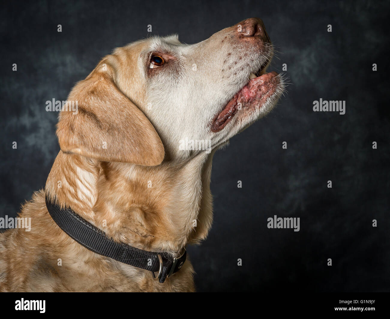 Elderly labrador hi-res stock photography and images - Alamy