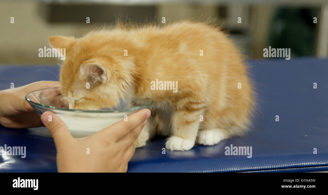 Close up of cute kitten is drinking milk Stock Photo - Alamy