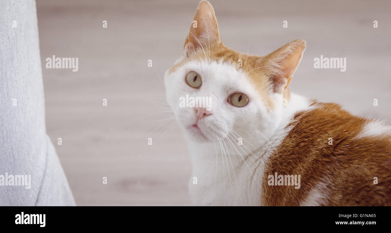 A cute cat posing Stock Photo - Alamy