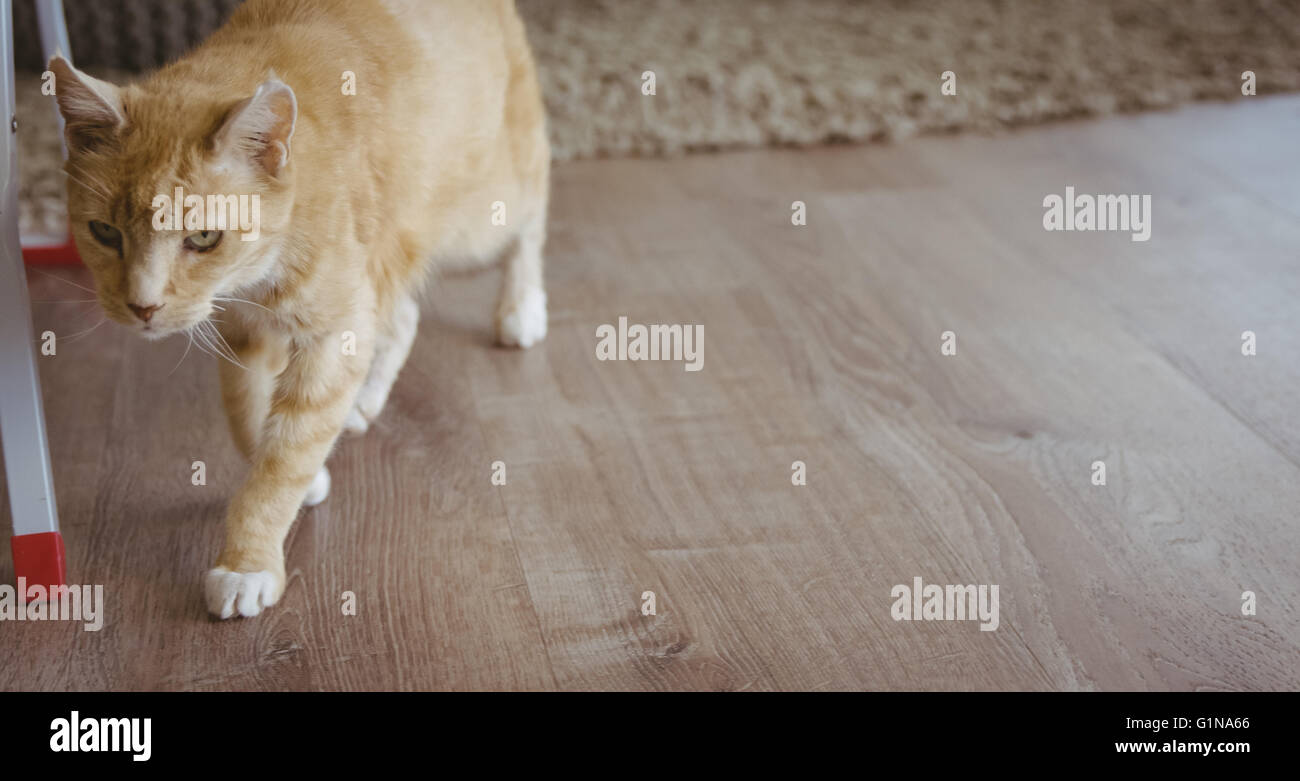 Cute angle hi-res stock photography and images - Alamy