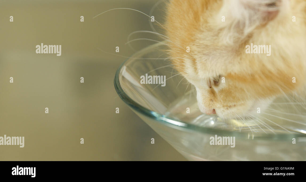 Drinking cat hi-res stock photography and images - Alamy