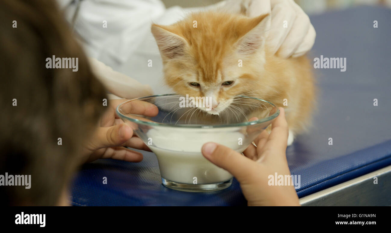 Kitten drinking milk hi-res stock photography and images - Alamy