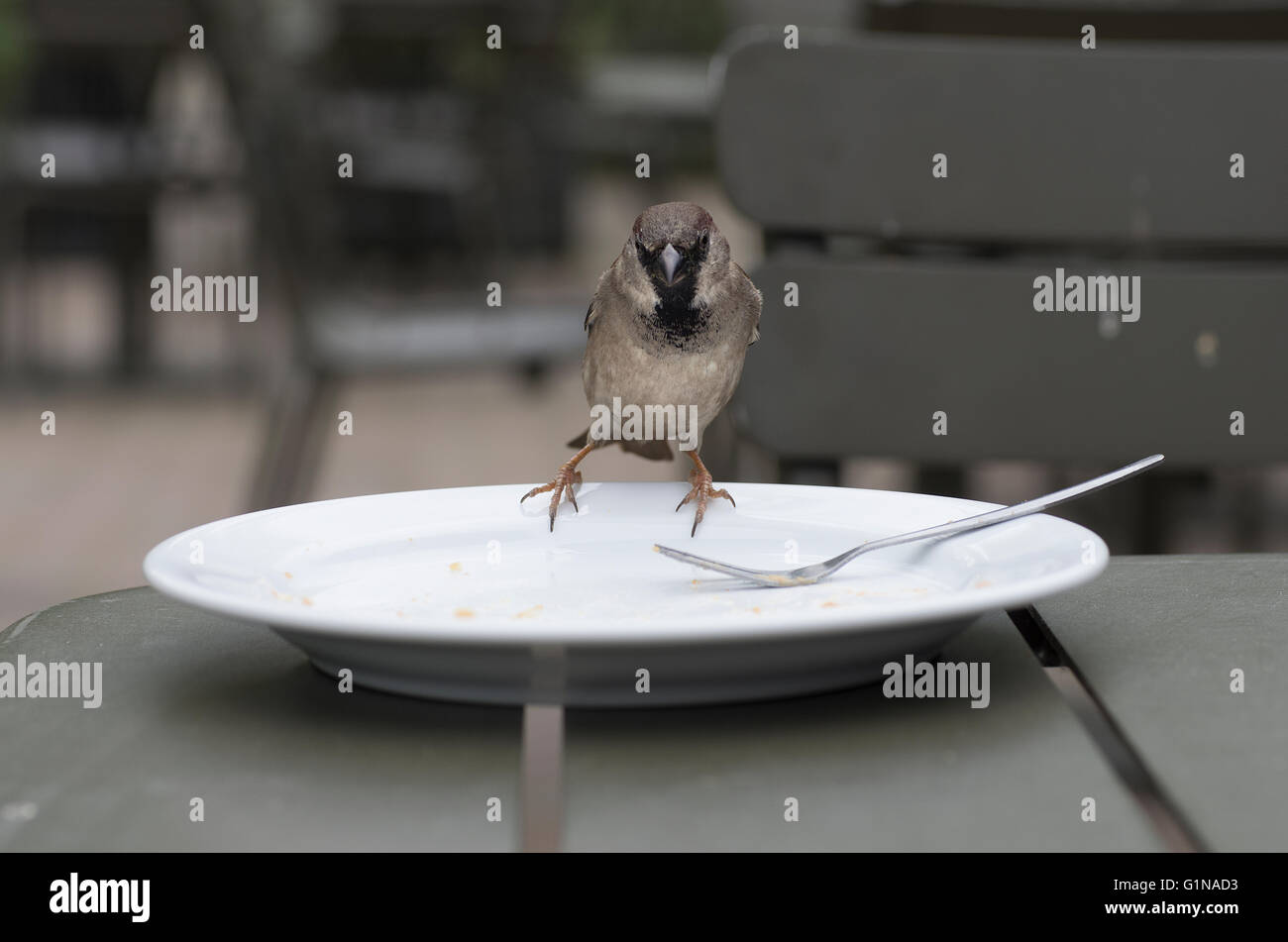 Neutral plate hi-res stock photography and images - Alamy