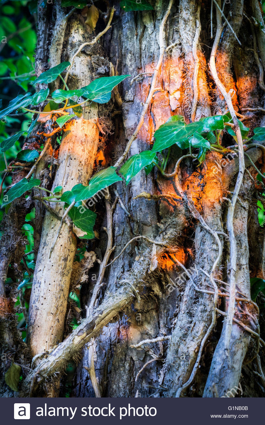 Twisted Plant Stem High Resolution Stock Photography and Images - Alamy
