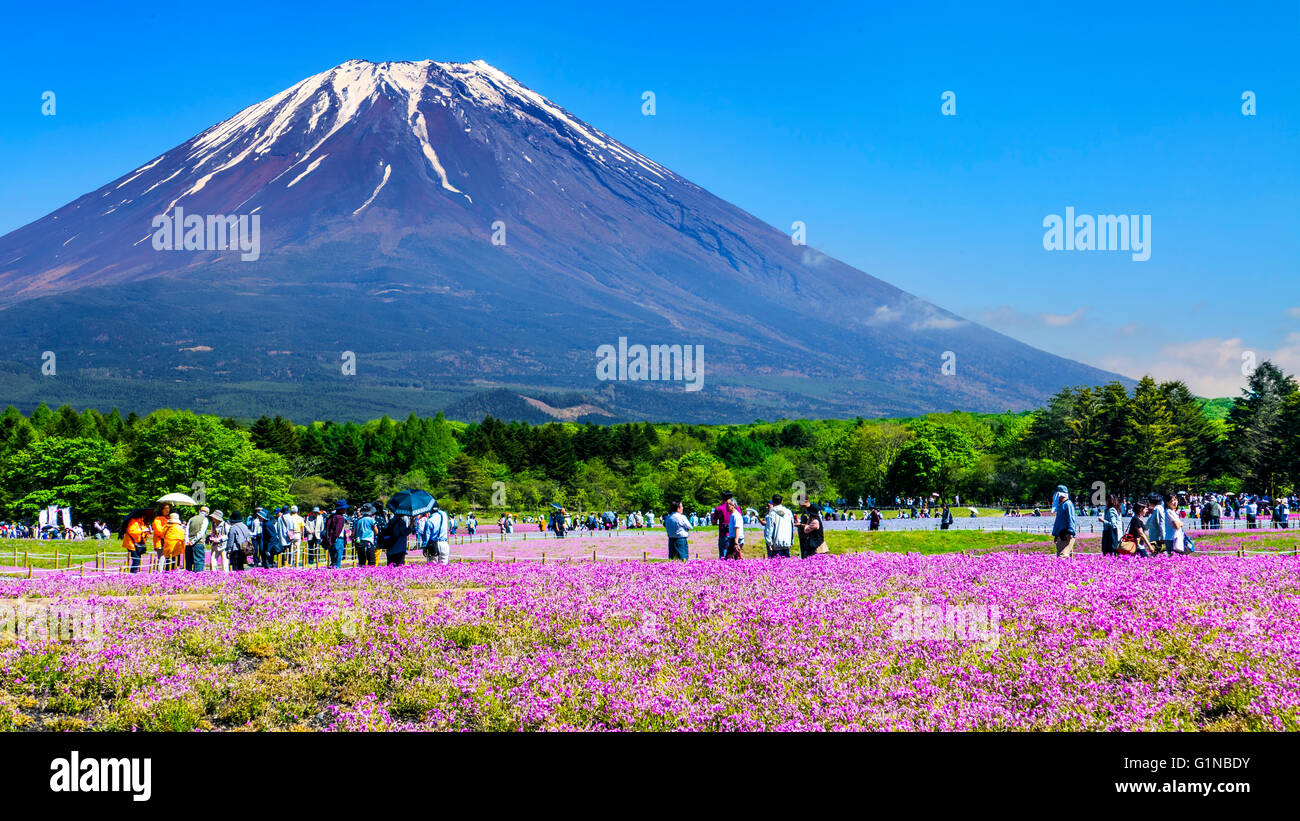 Yamanashi, Japan - May 12, 2016 : The Fuji with the field of pink moss ...