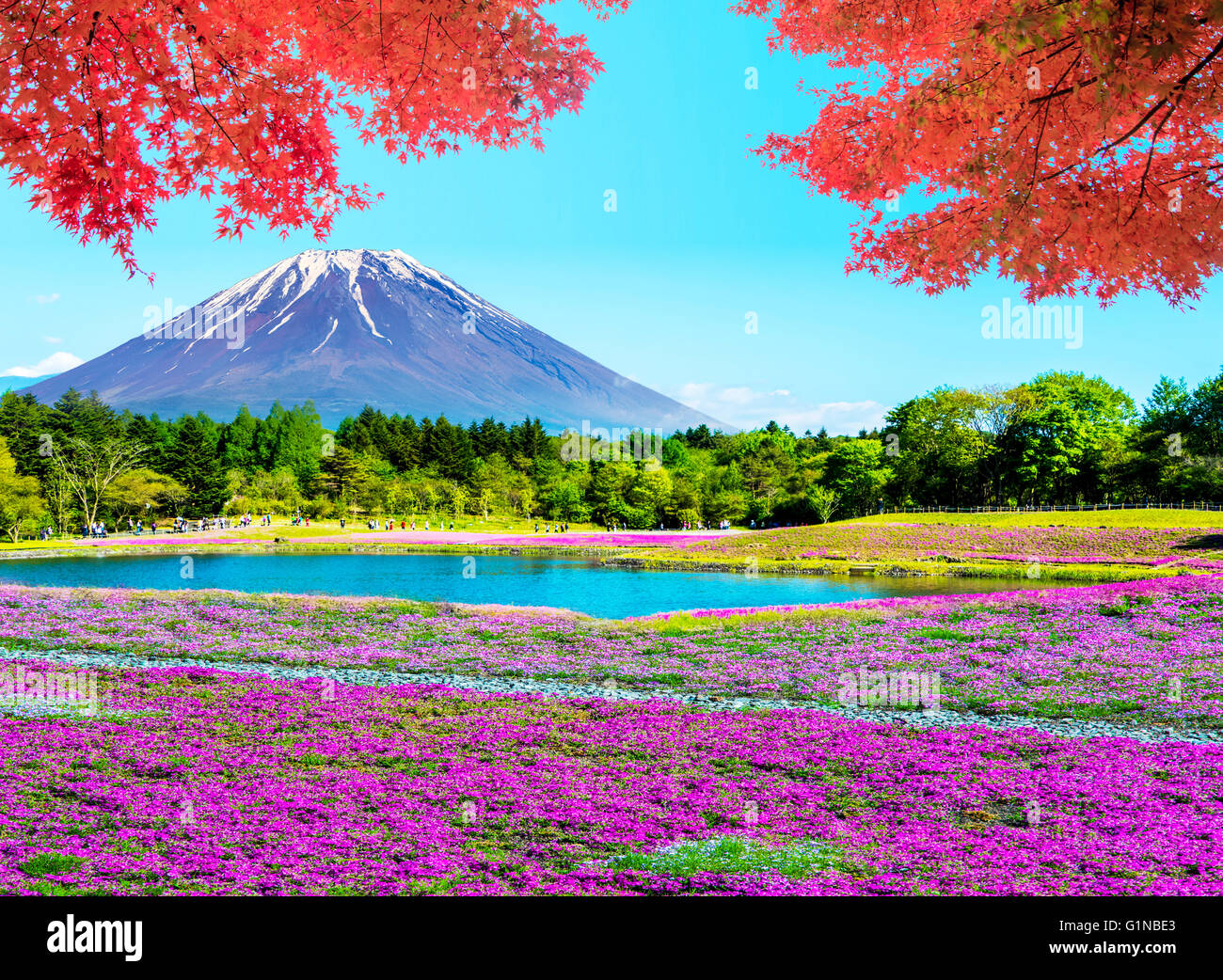 The Fuji with the field of pink moss at Shibazakura festival, Yamanashi ...