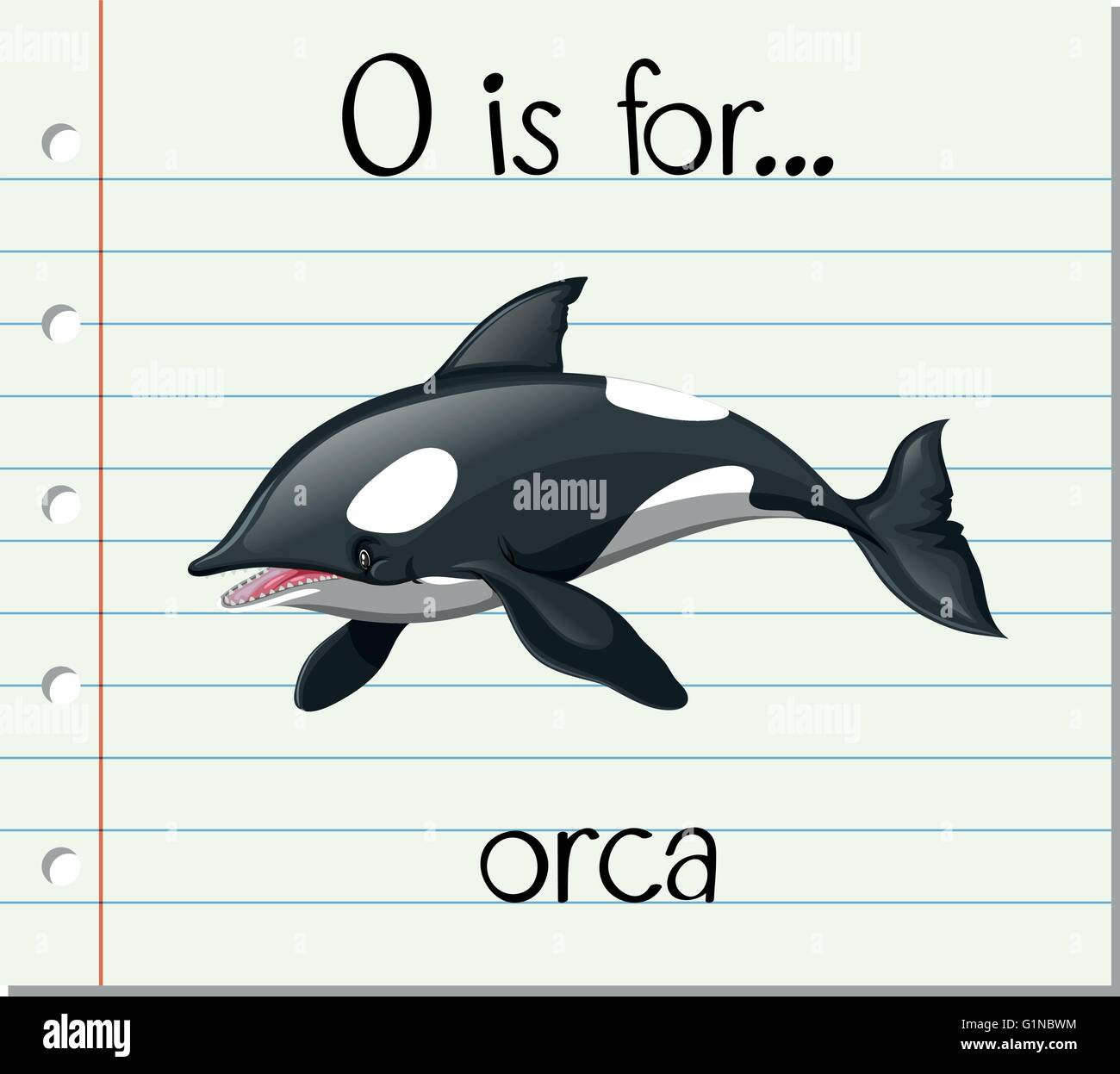 Flashcard letter O is for orca illustration Stock Vector Image & Art ...