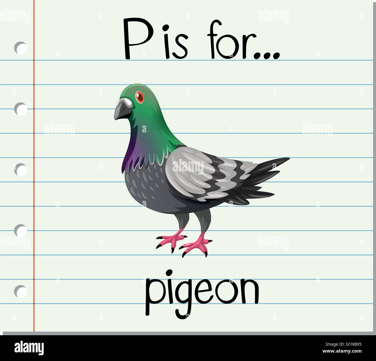 Flashcard letter P is for pigeon illustration Stock Vector Image & Art ...