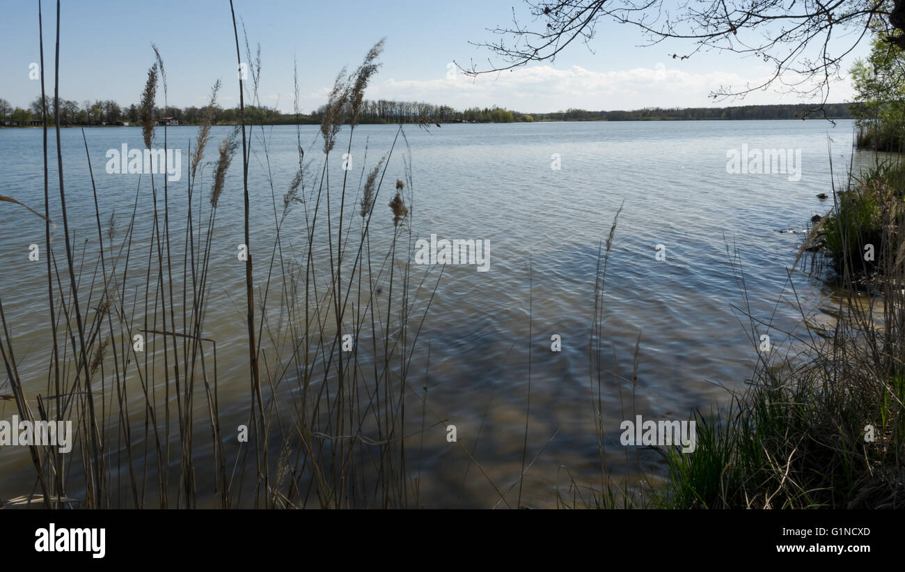 Overview of the pond from behind the reeds Stock Photo - Alamy