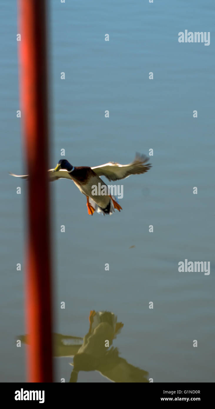 Duck flying over water hi-res stock photography and images - Alamy