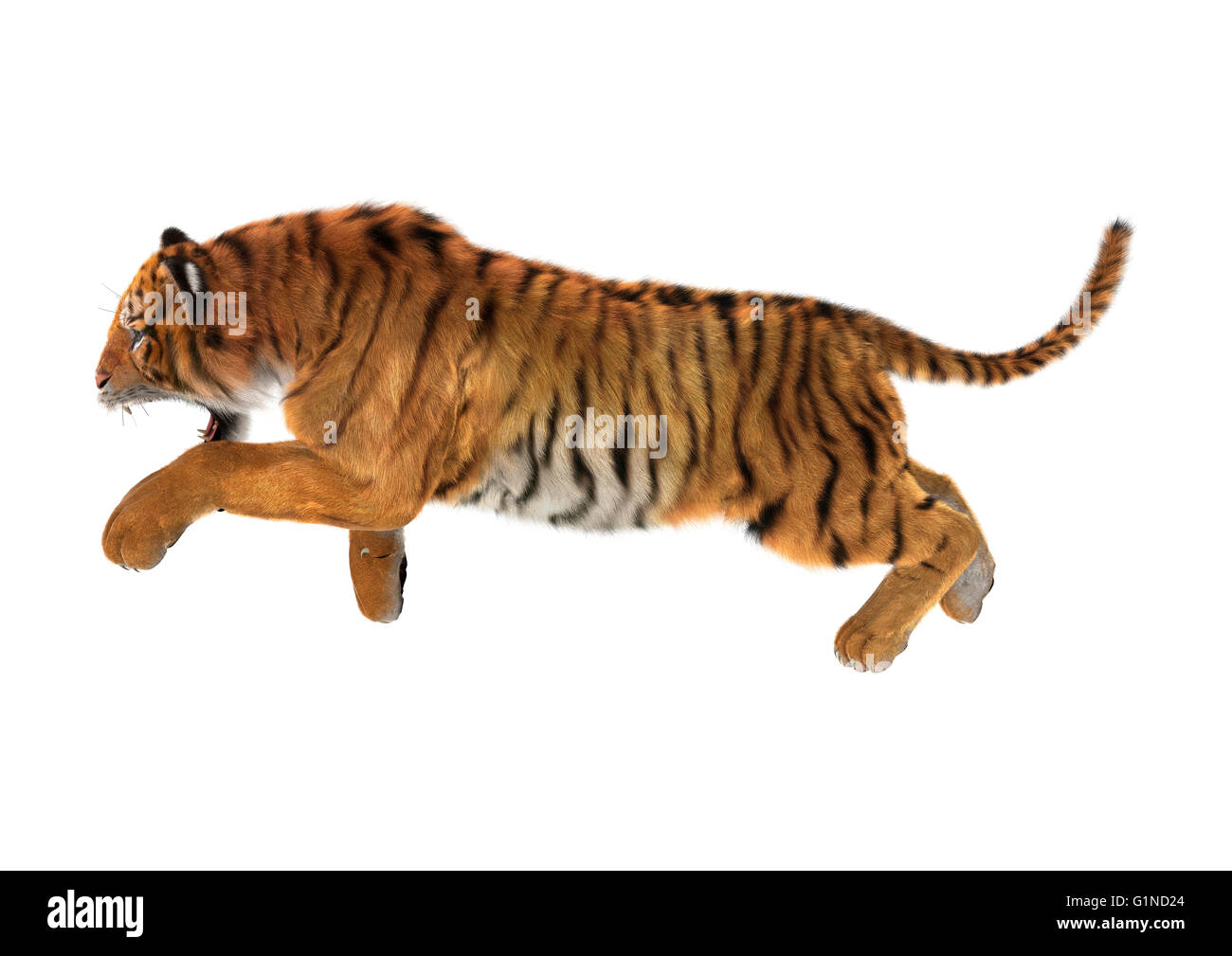 3D rendering of a big cat tiger hunting isolated on white background ...