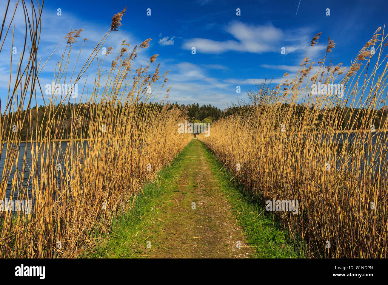 Reeds and water Stock Photo - Alamy