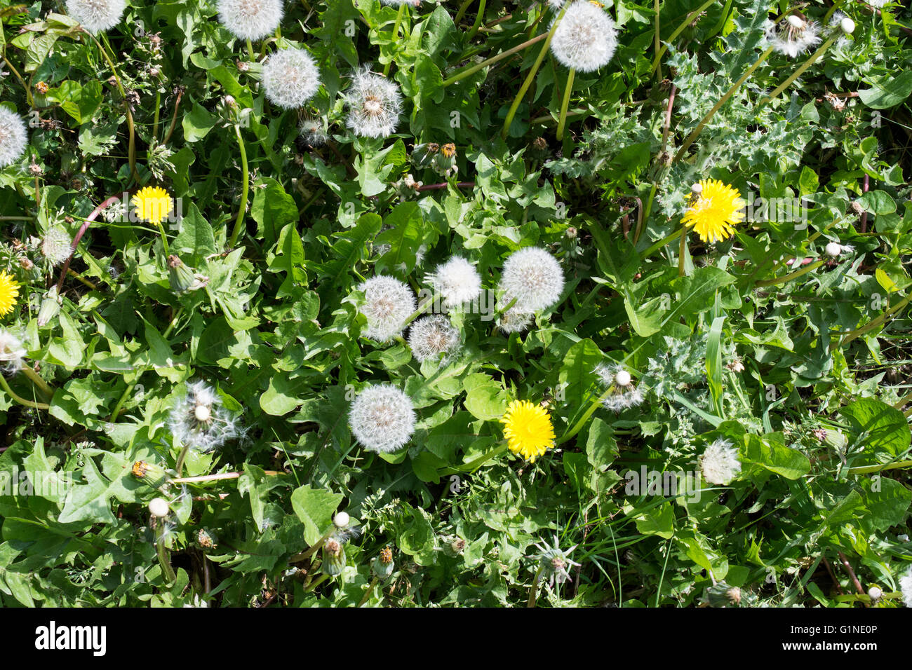 Common Dandelions (Taraxacum officinale) that have gone to seed with ...