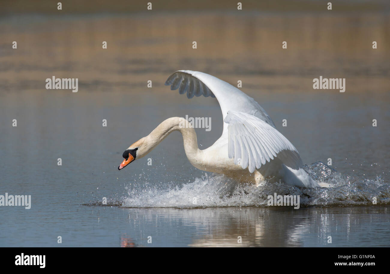 Cob swan hi-res stock photography and images - Alamy