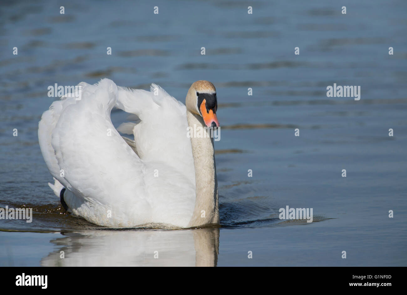 Cob swan hi-res stock photography and images - Alamy