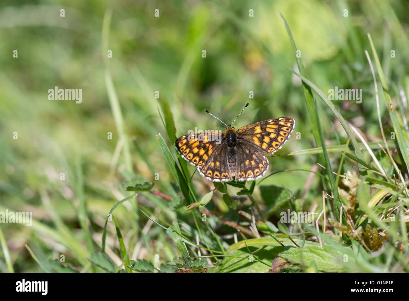 Duke of burgundy butterfly (Hamearis lucina). Upperside Stock Photo - Alamy