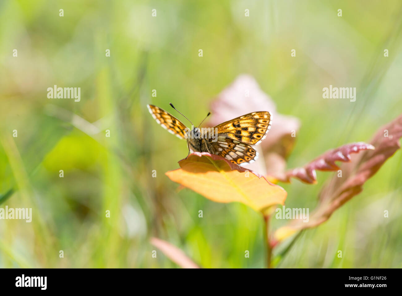 Oak sapling butterfly hi-res stock photography and images - Alamy