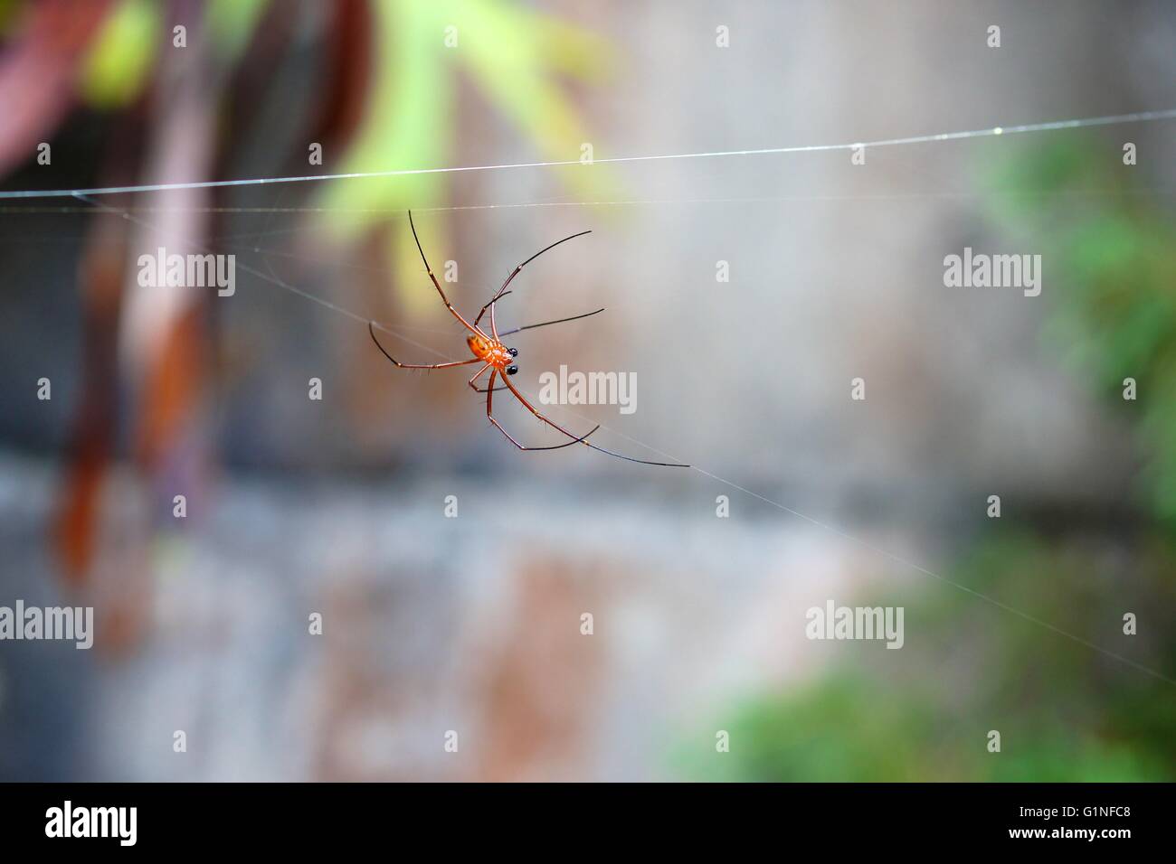 Beautiful Tiny Red Spider Stock Photo - Alamy