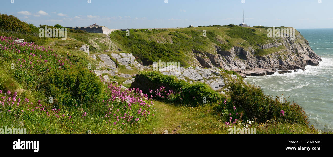 Red Valerian (Centranthus ruber) and other wildflowers growing around ...