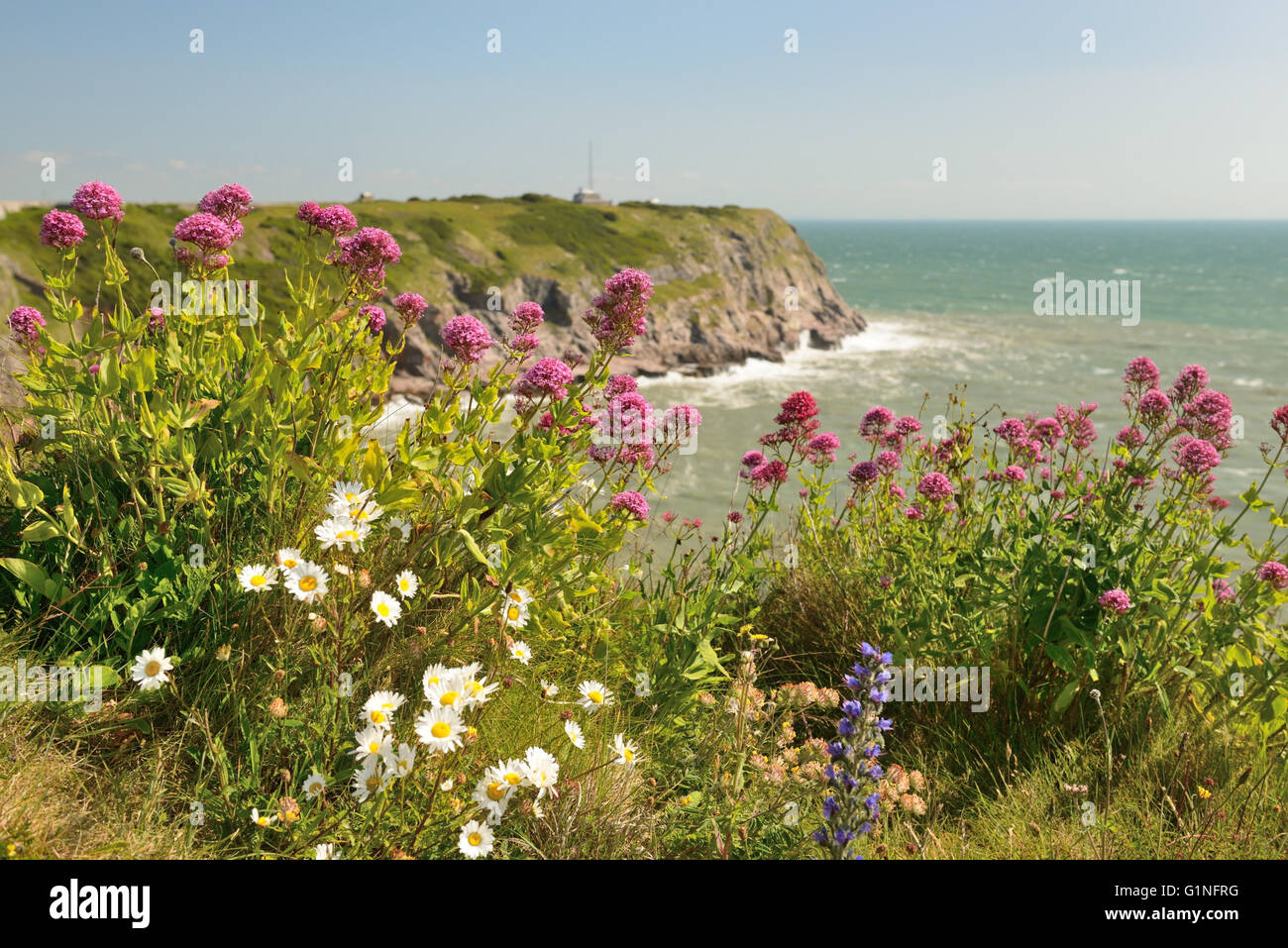 Red Valerian (Centranthus ruber) and other wildflowers growing around ...