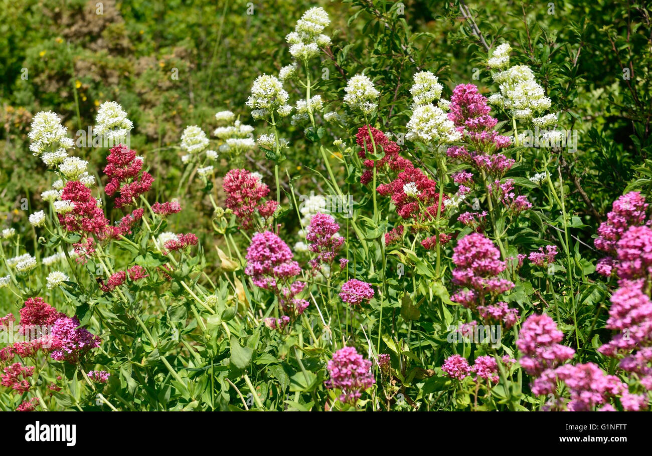 Red Valerian (Centranthus ruber) in red, pink and white forms Stock ...