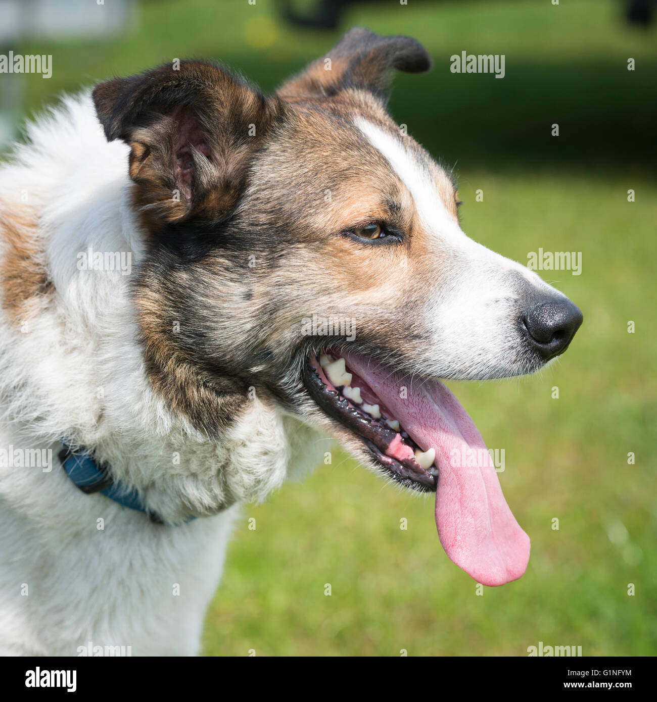 A sheepdog face close up with its tongue hanging out Stock Photo - Alamy