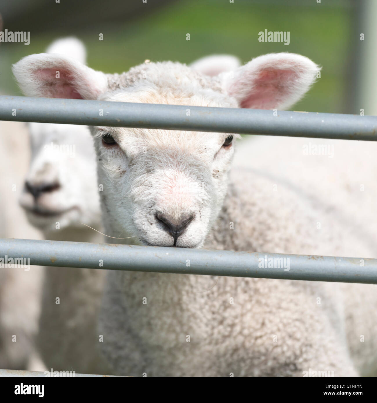 A lamb looking at the camera through a metal gate on a farm Stock Photo ...