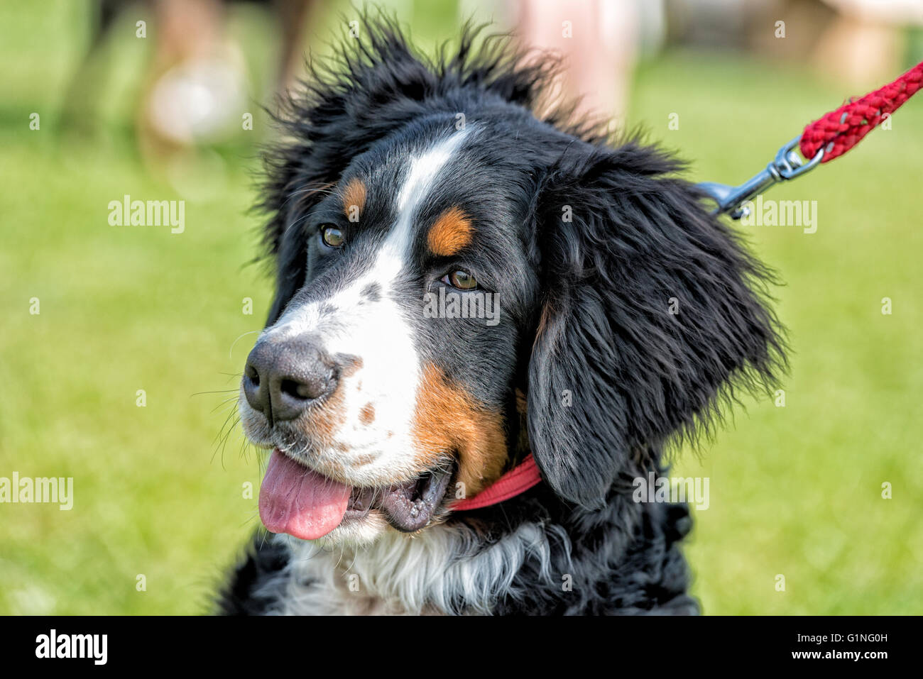 Burmese mountain dogs hi-res stock photography and images - Alamy