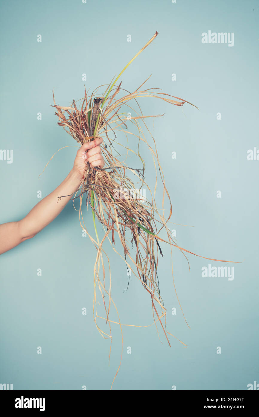 Hand Weed High Resolution Stock Photography and Images - Alamy