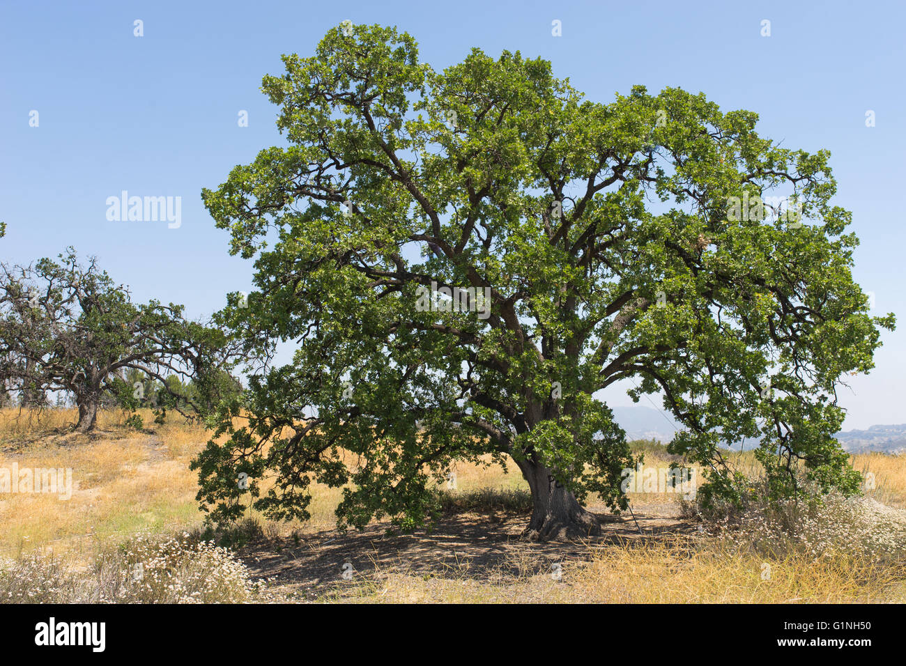 California golden hills hillside summer hi-res stock photography and ...
