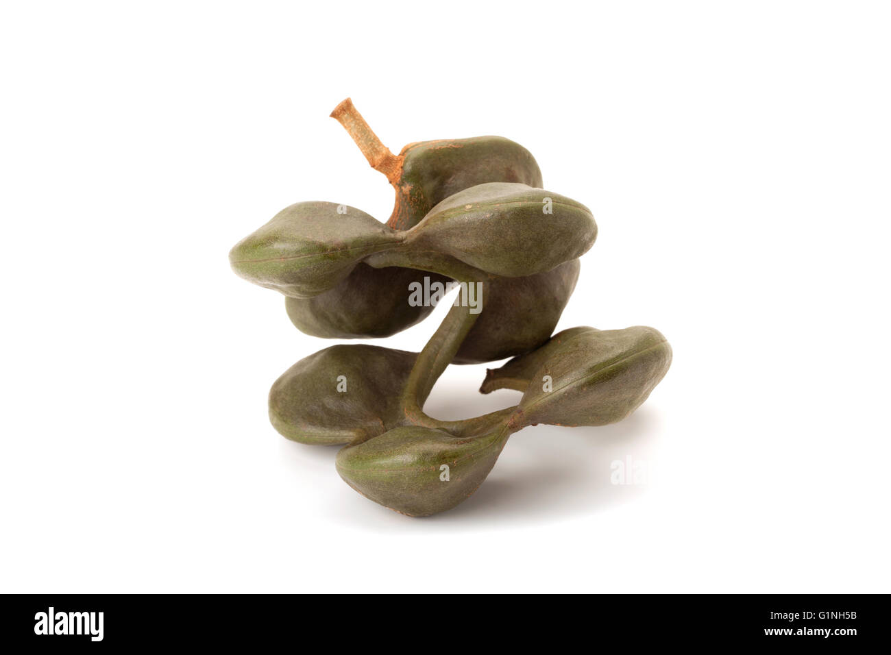 Pithecellobium hi-res stock photography and images - Alamy