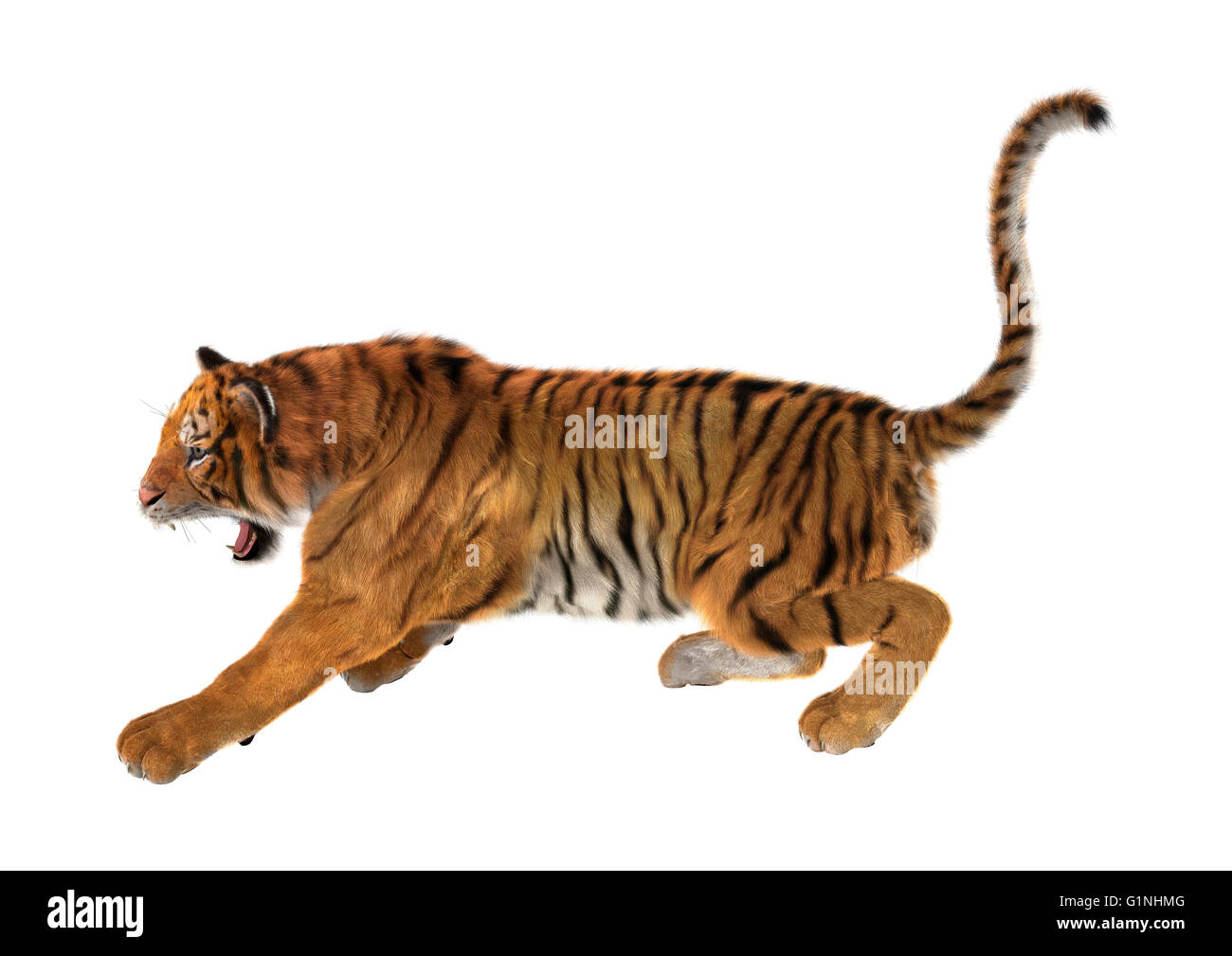 3D rendering of a big cat tiger hunting isolated on white background ...