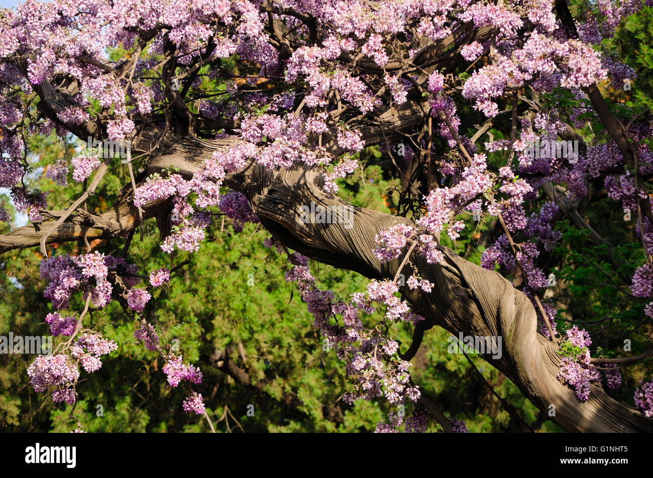 An ancient wisteria vine blooming in the direct sunlight within the ...