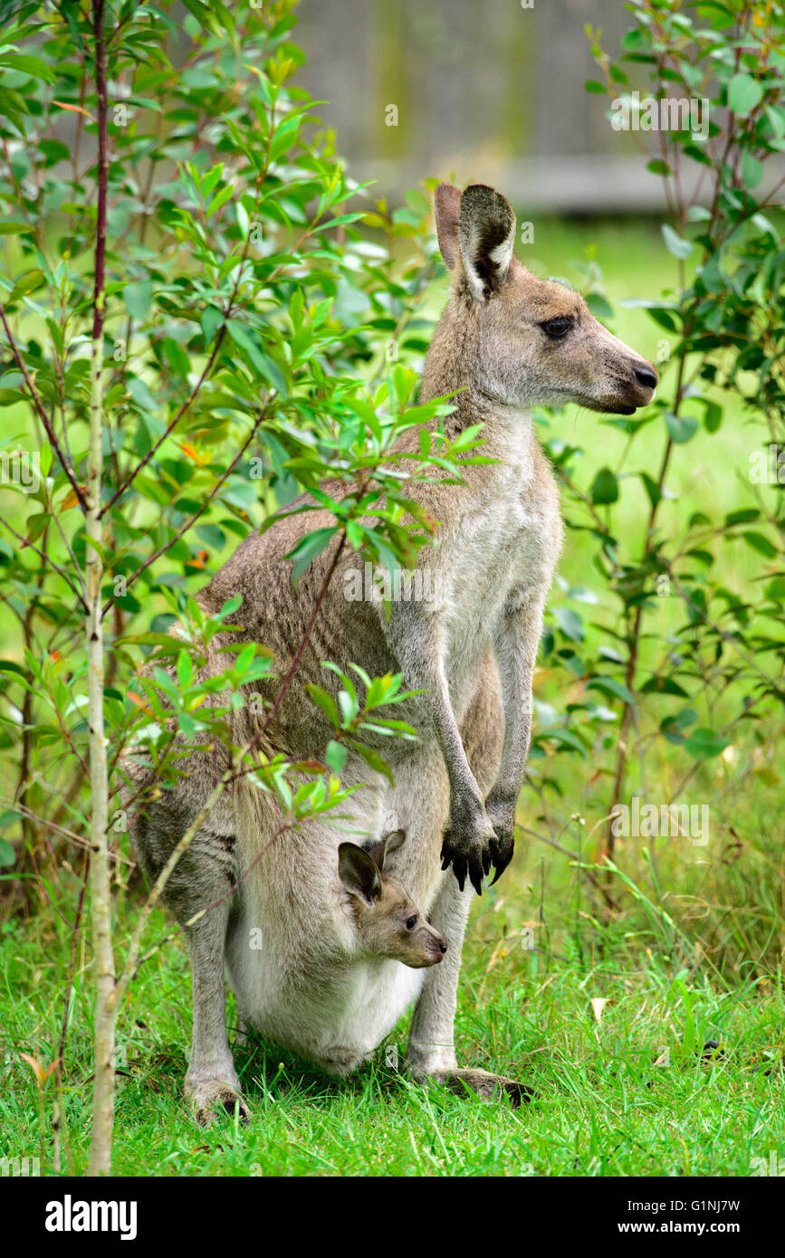 Grey Kangaroo on a suburban doorstep on the far south coast of NSW ...