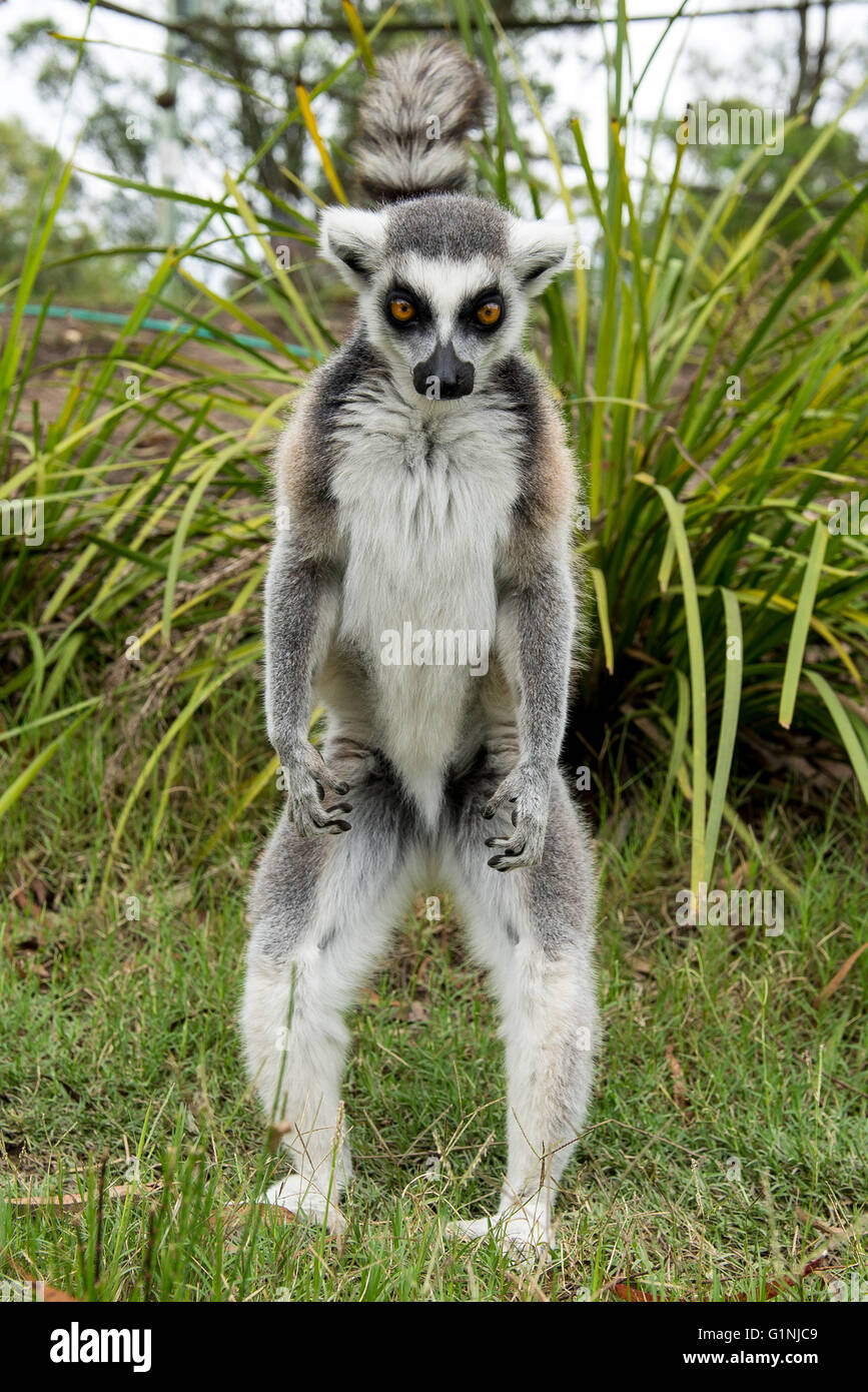 black and white ruffed lemur at mogo private zoo Stock Photo - Alamy