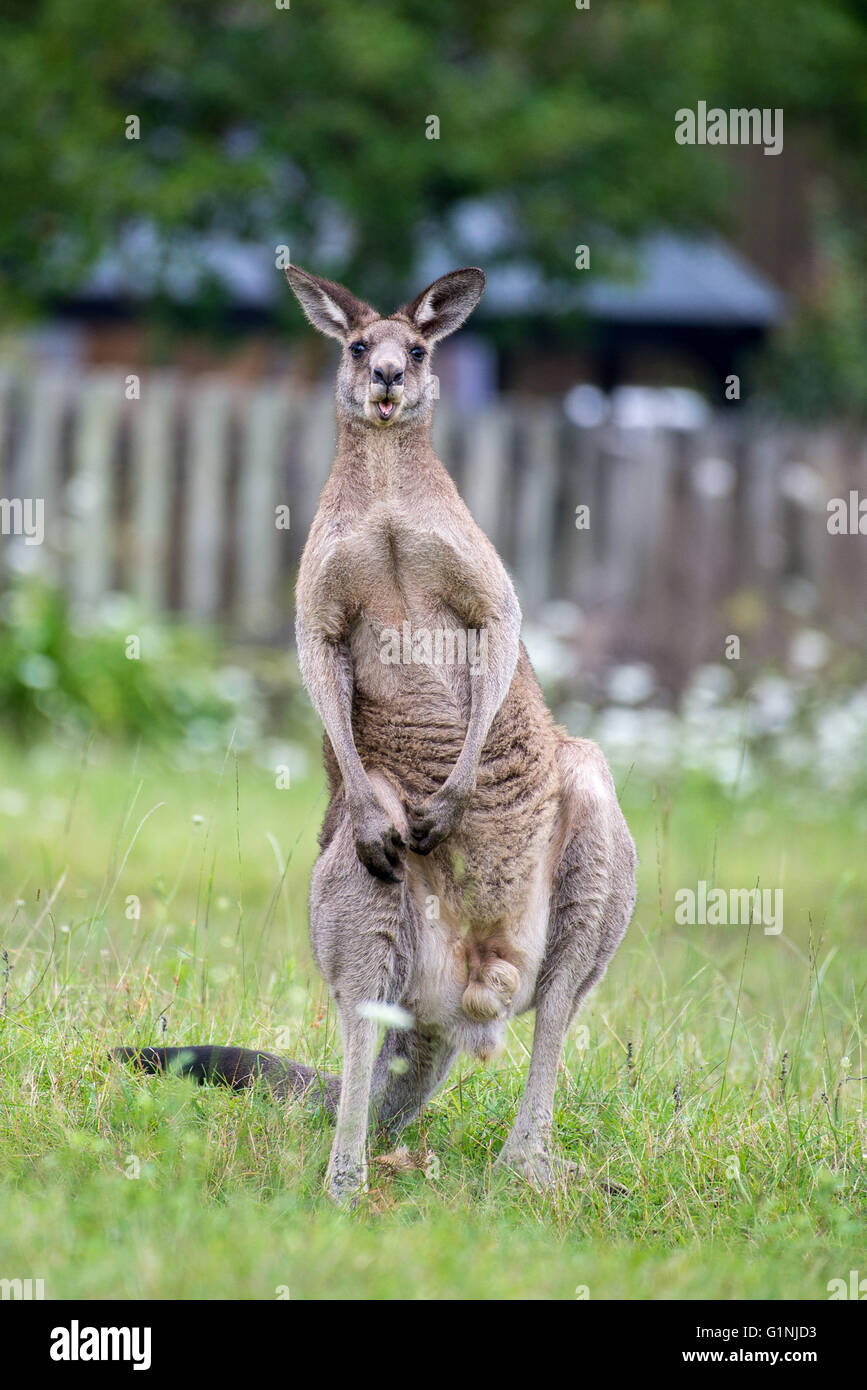 Grey Kangaroo on a suburban doorstep on the far south coast of NSW ...