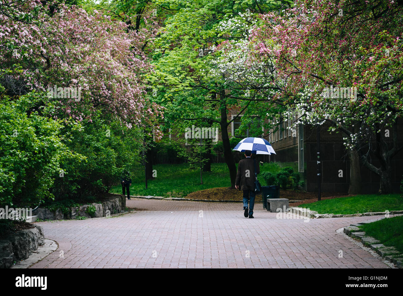 Man with an umbrella and spring colors along a walkway at Ryerson ...