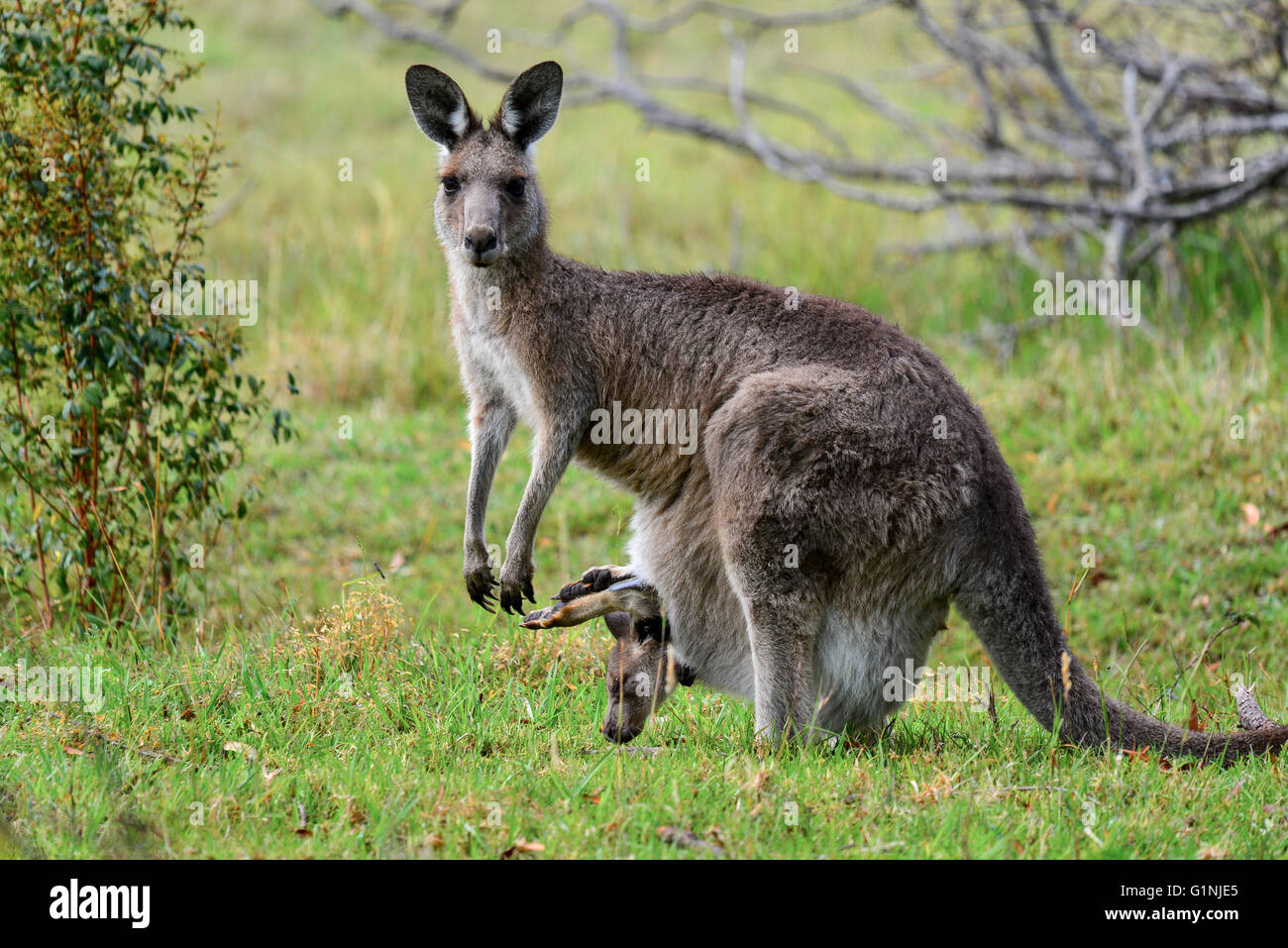 Grey Kangaroo on a suburban doorstep on the far south coast of NSW ...