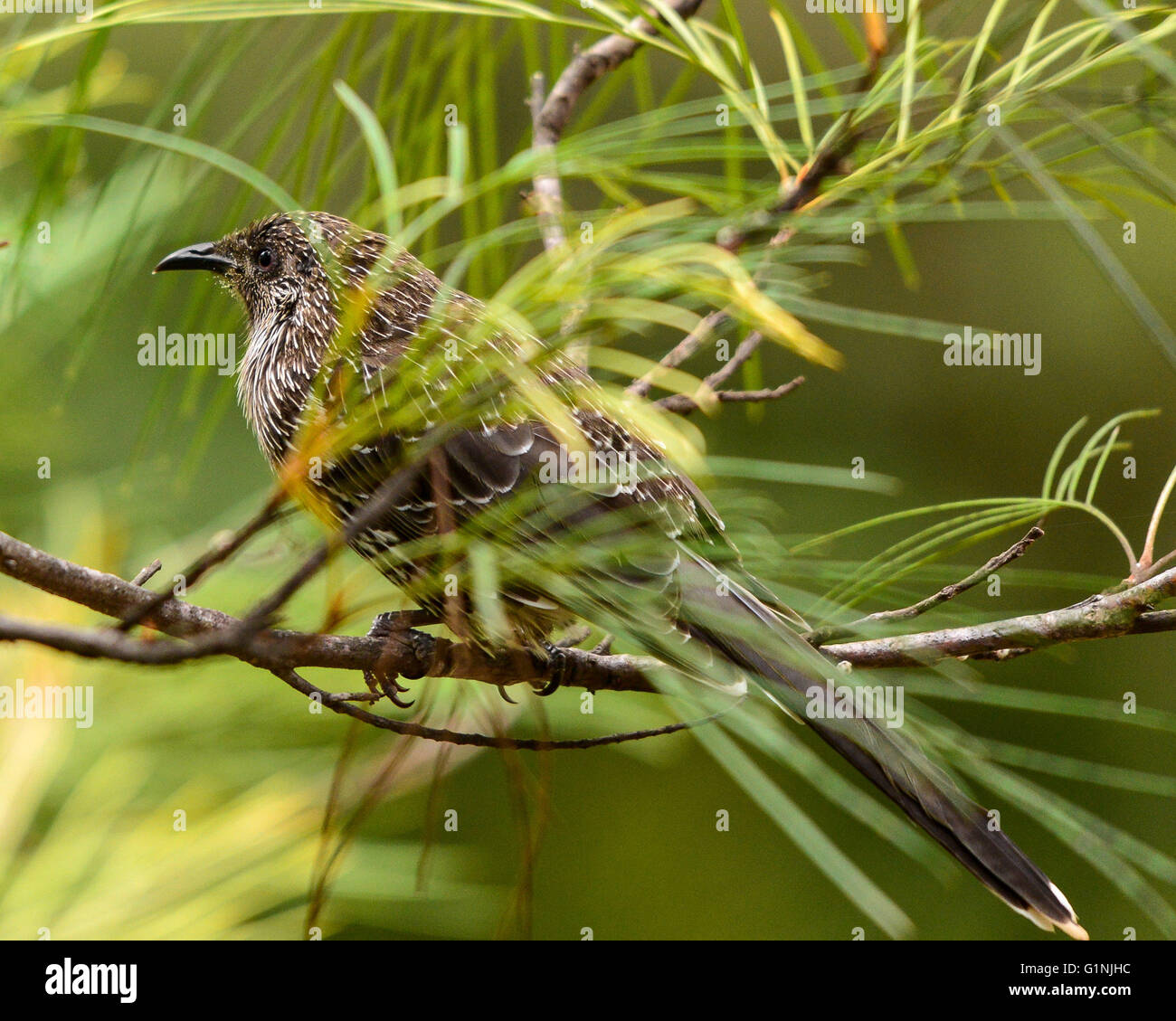 Native bird in the Australian bush Stock Photo - Alamy