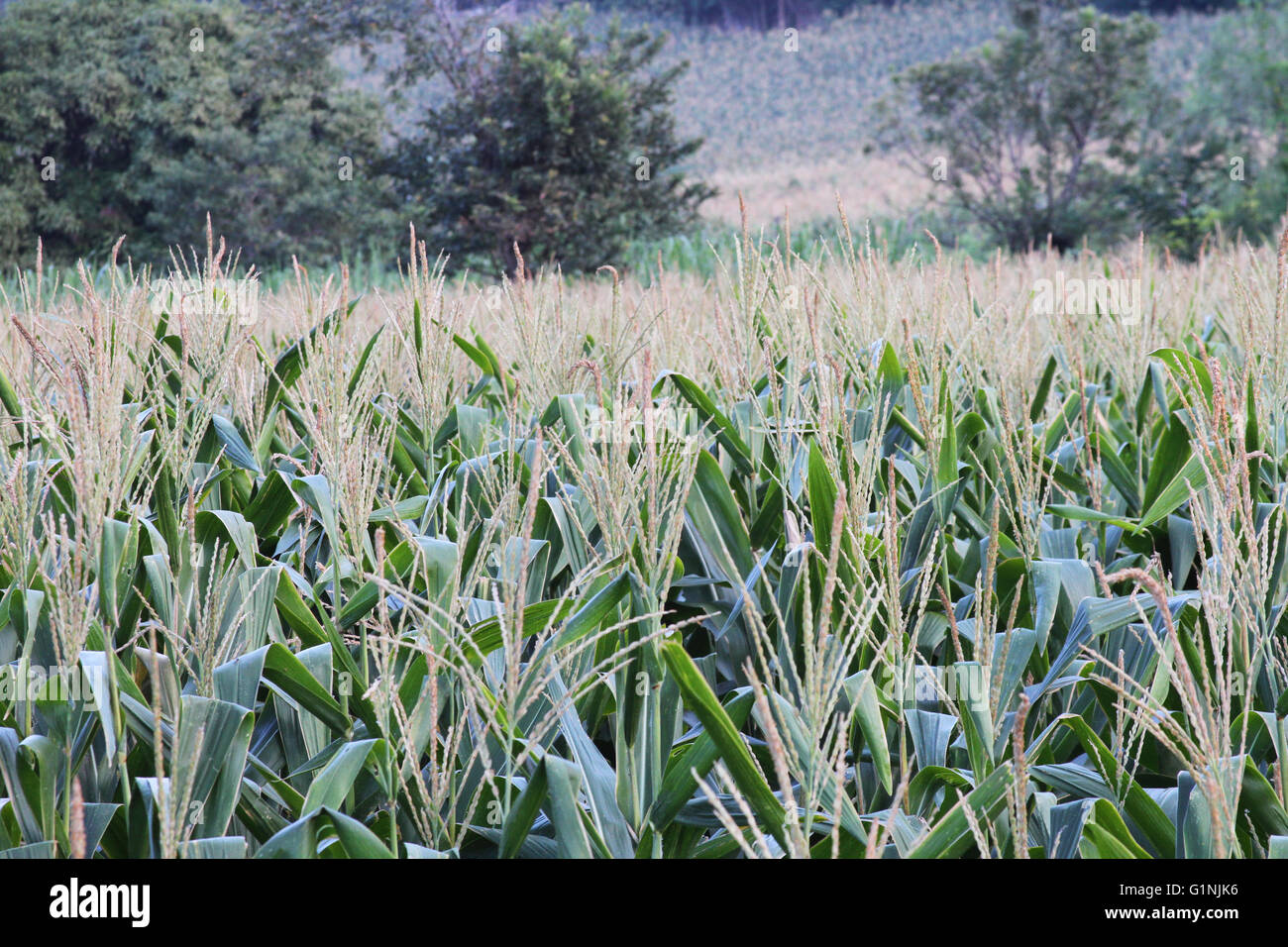 Corn tassels hi-res stock photography and images - Alamy