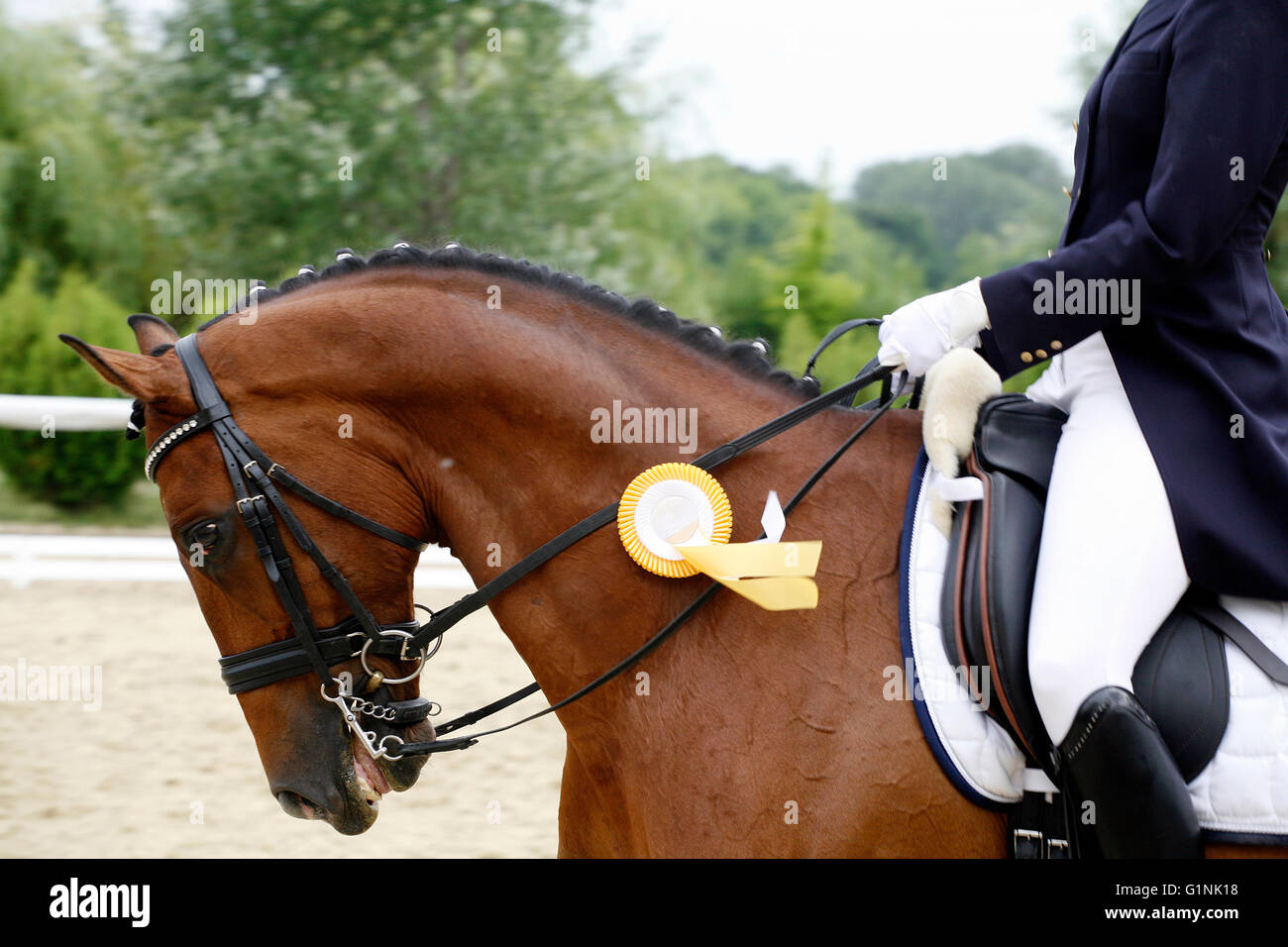 Beautiful award-winning racehorse galloping with rosette ribbon Stock ...