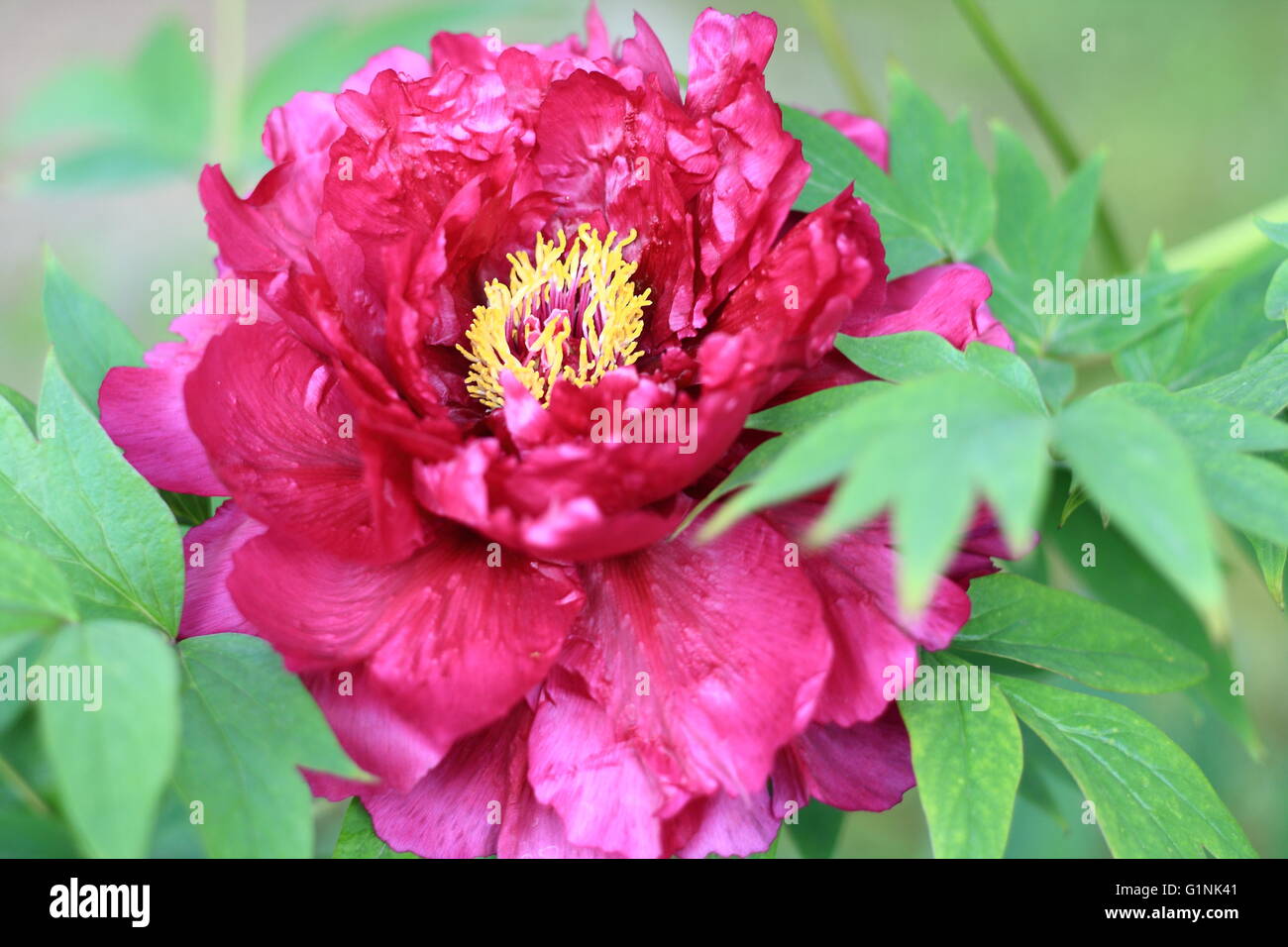 Beautiful tree peony blooming Stock Photo - Alamy