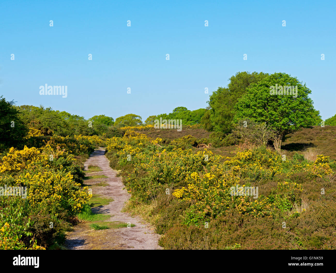 Westleton heath nature reserve hi-res stock photography and images - Alamy