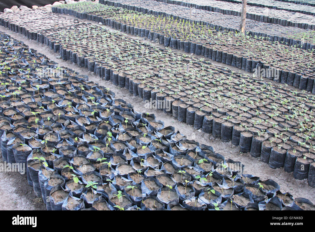 Many containers of plant seedlings and tree saplings growing in a ...