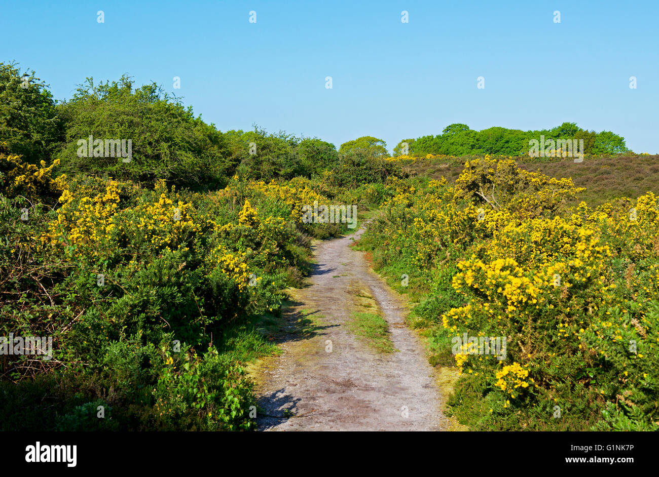 Westleton heath national nature reserve hi-res stock photography and ...