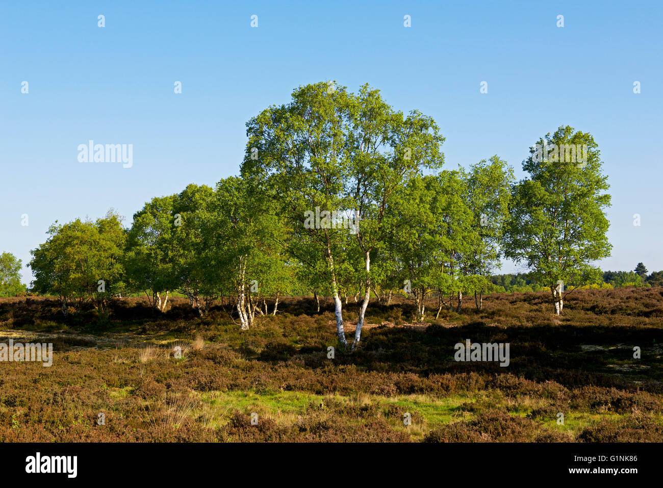 Westleton Heath And Nature Reserve High Resolution Stock Photography ...