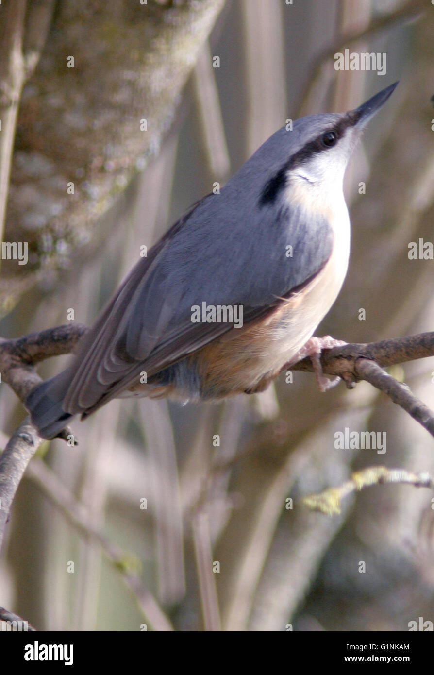 Nuthatches on branch hi-res stock photography and images - Alamy