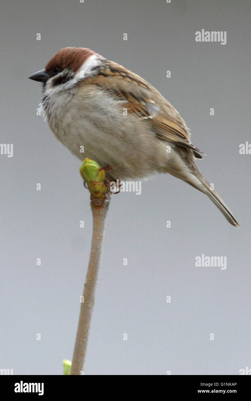 Tree sparrow garden hi-res stock photography and images - Alamy
