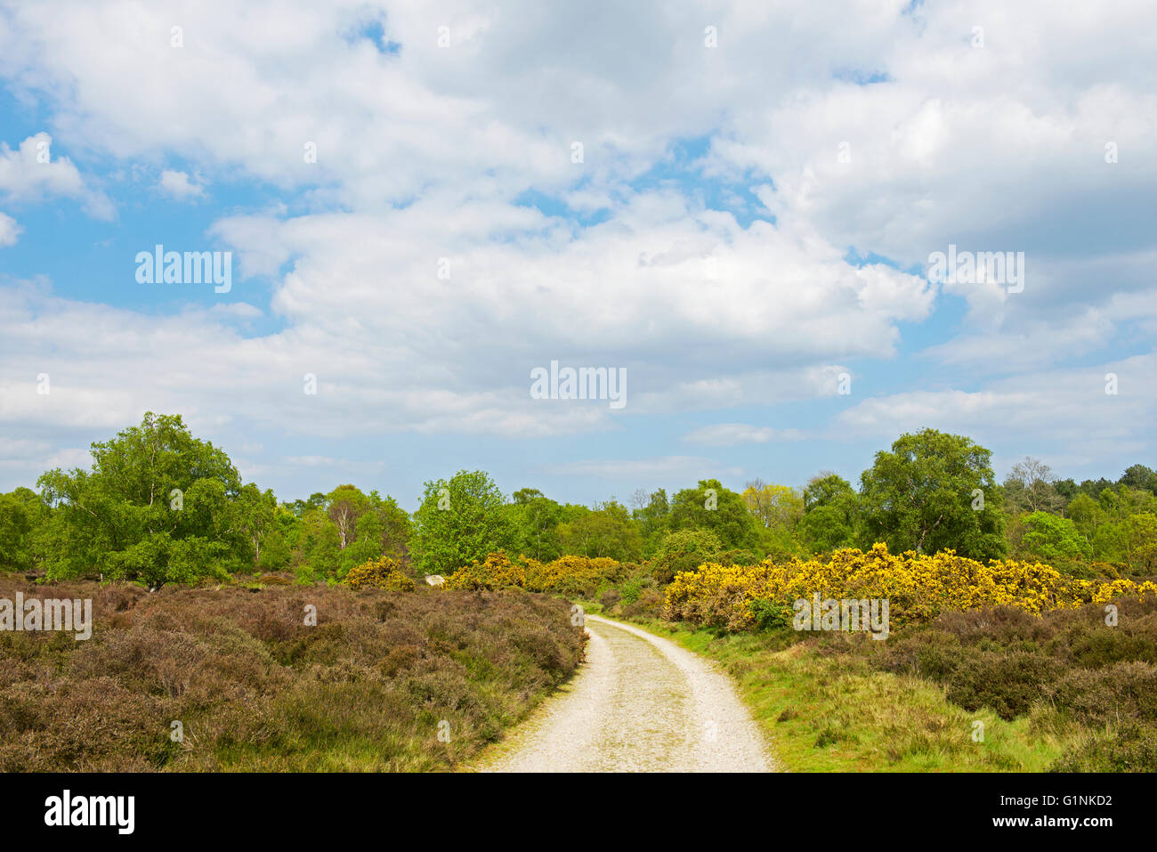 Track across Westleton Heath, Suffolk, England UK Stock Photo - Alamy